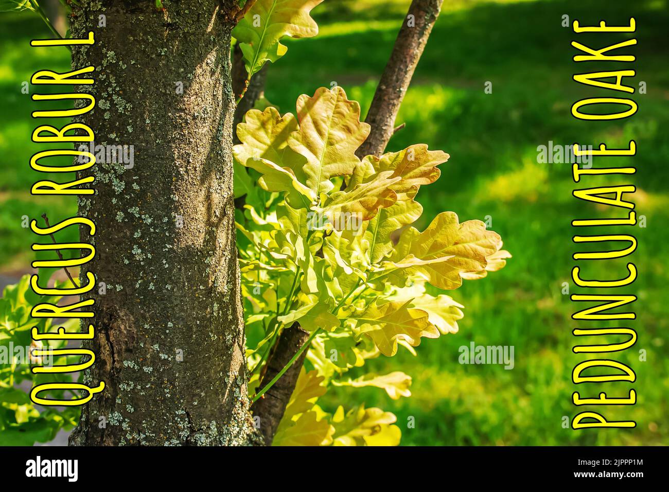 Leaves of PEDUNCULATE OAK on a bright sunny summer day. The Latin name ...