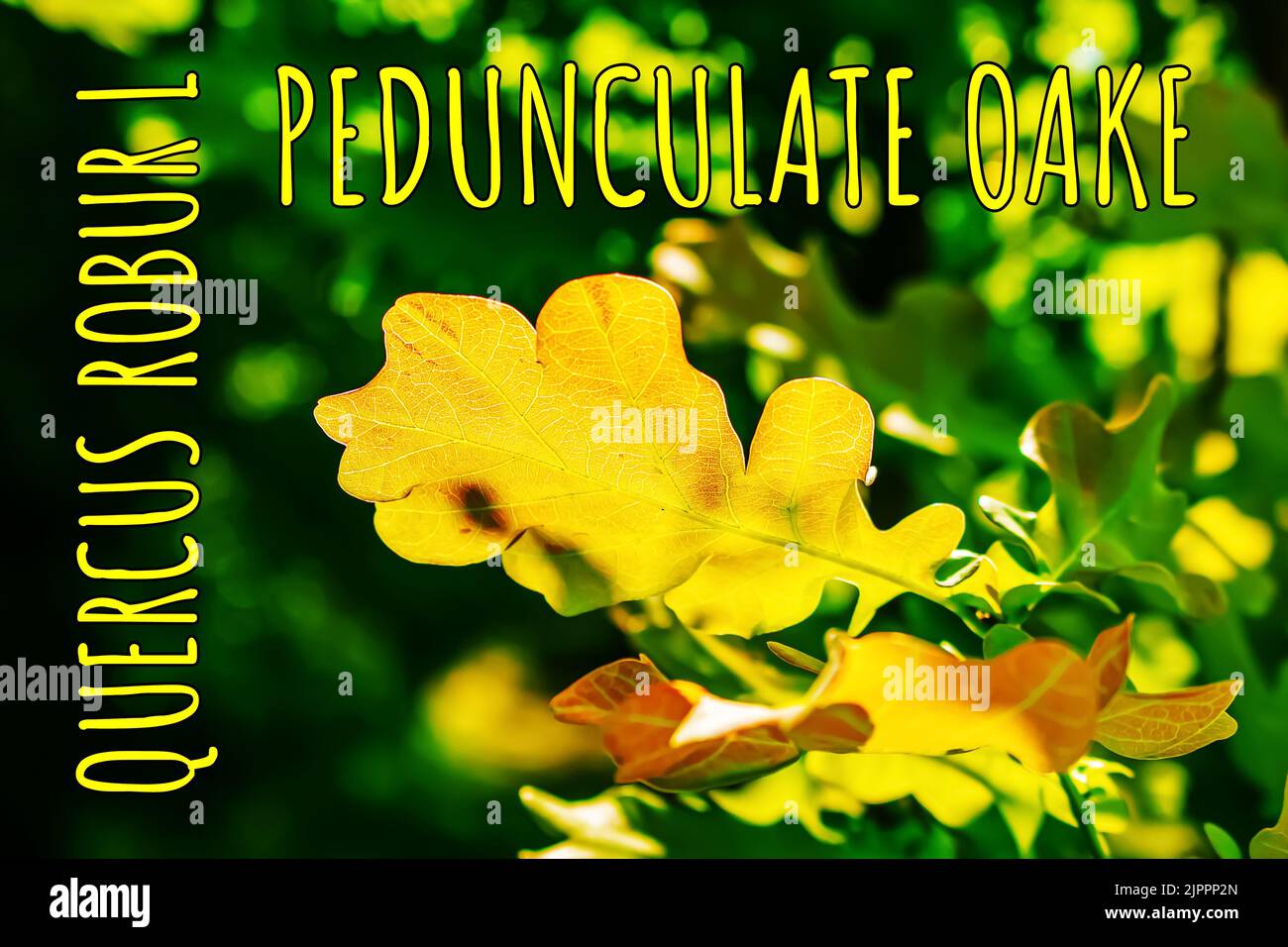 Leaves of PEDUNCULATE OAK on a bright sunny summer day. The Latin name ...