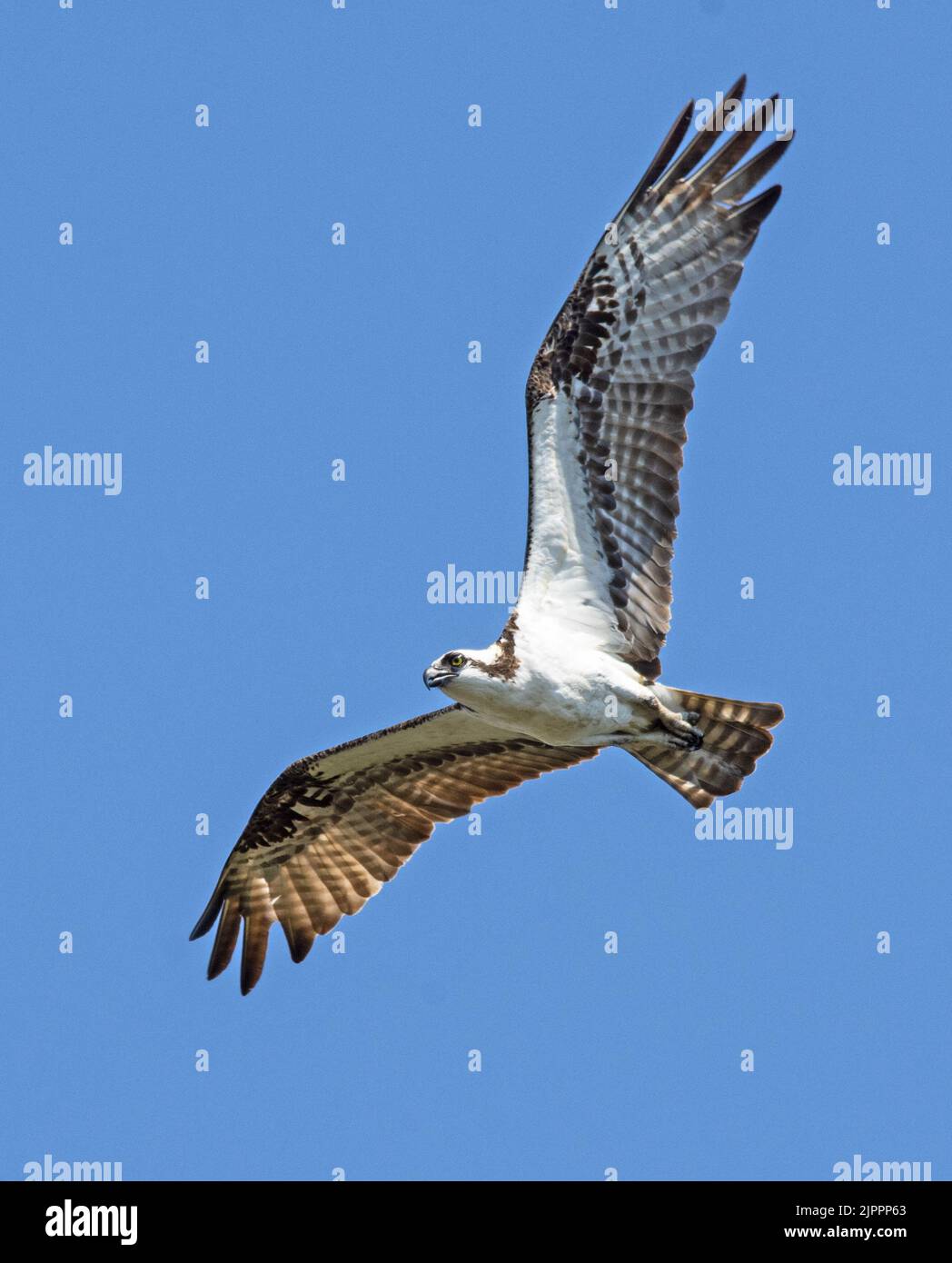 Birds flyby hi-res stock photography and images - Alamy