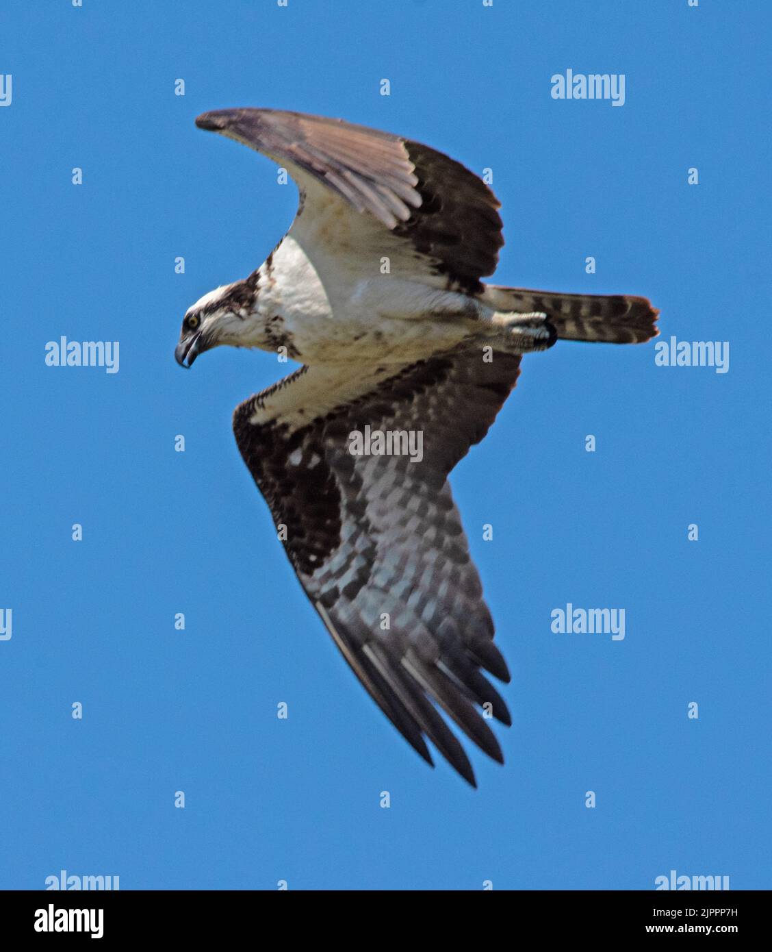 Osprey profile hi-res stock photography and images - Alamy