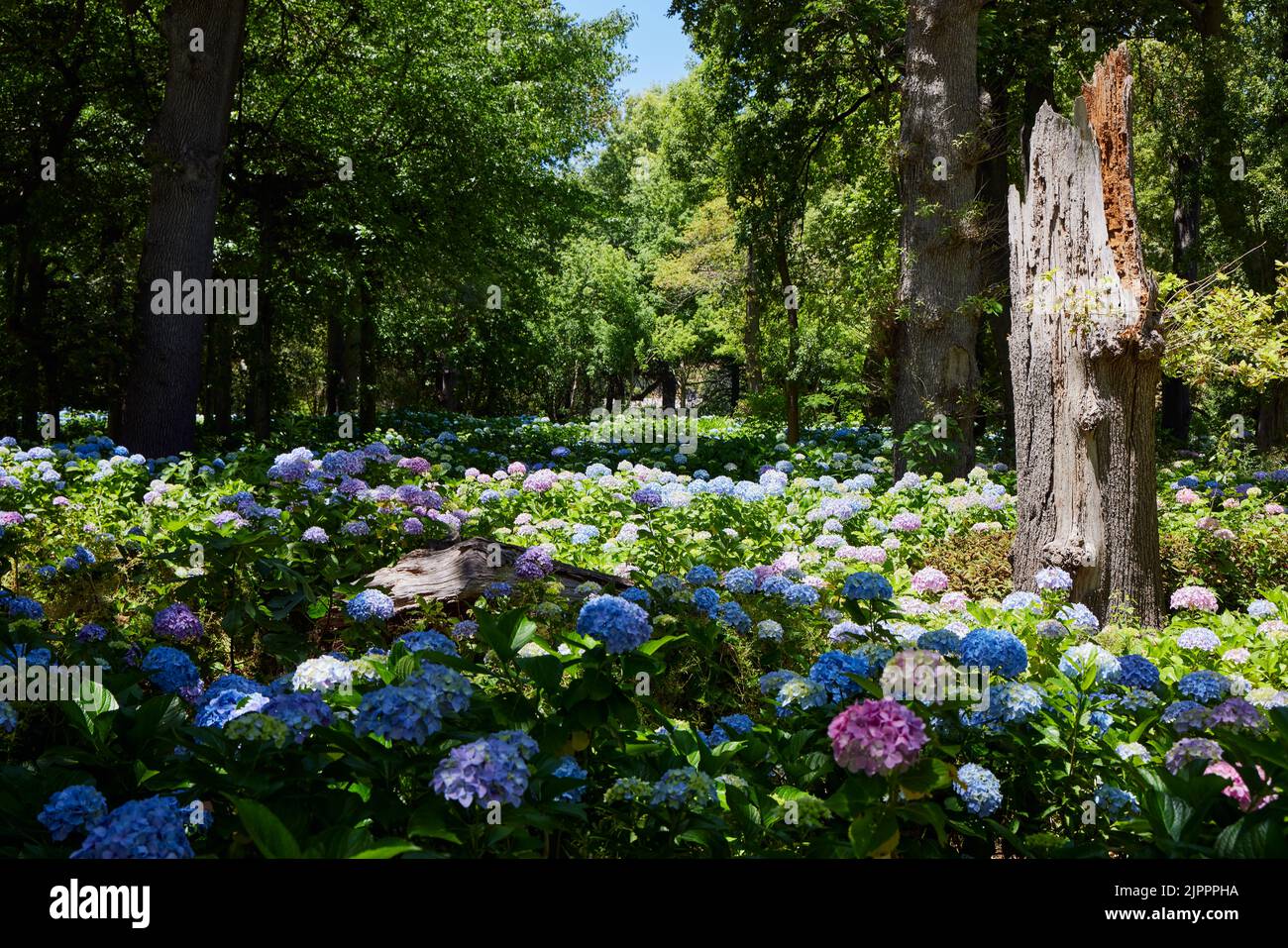 The Vergelegen wine estate with beautiful flowers in South Africa Stock ...