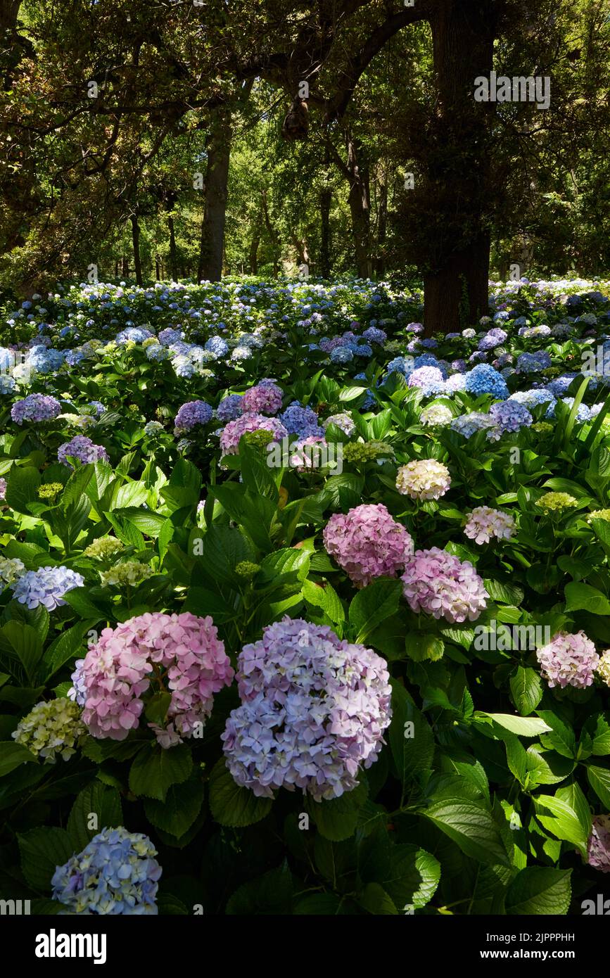 Estate flowers hi-res stock photography and images - Alamy
