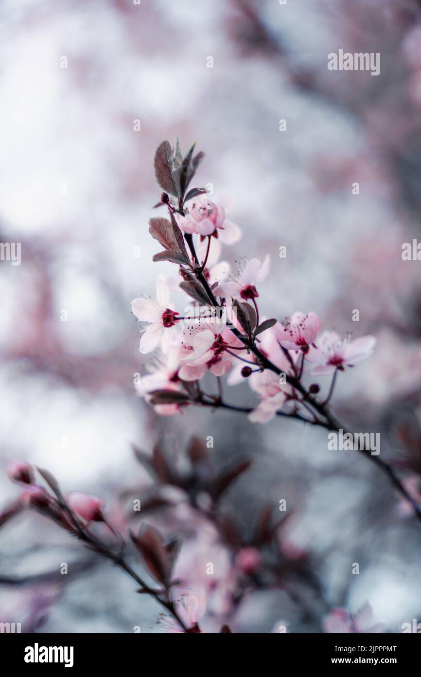 A selective focus shot of flowering cherry tree Stock Photo - Alamy