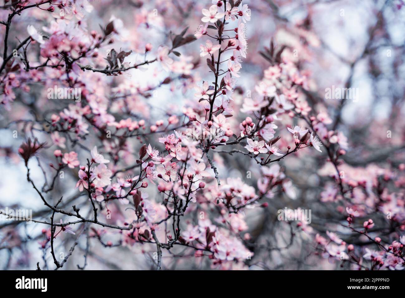 A selective focus shot of flowering cherry tree Stock Photo - Alamy
