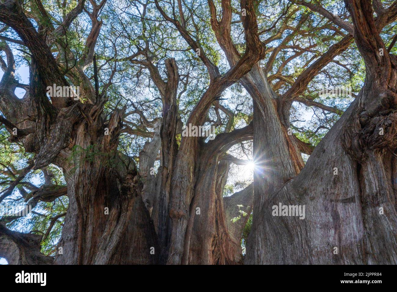 The Tule tree from Santa Maria del Tule, Mexico. The Biggest tree in ...