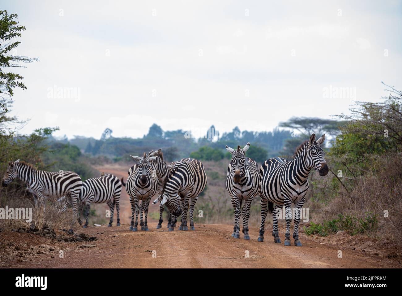 Nairobi National Park Kenyas Capital Magical Wildlife Animals Birds ...
