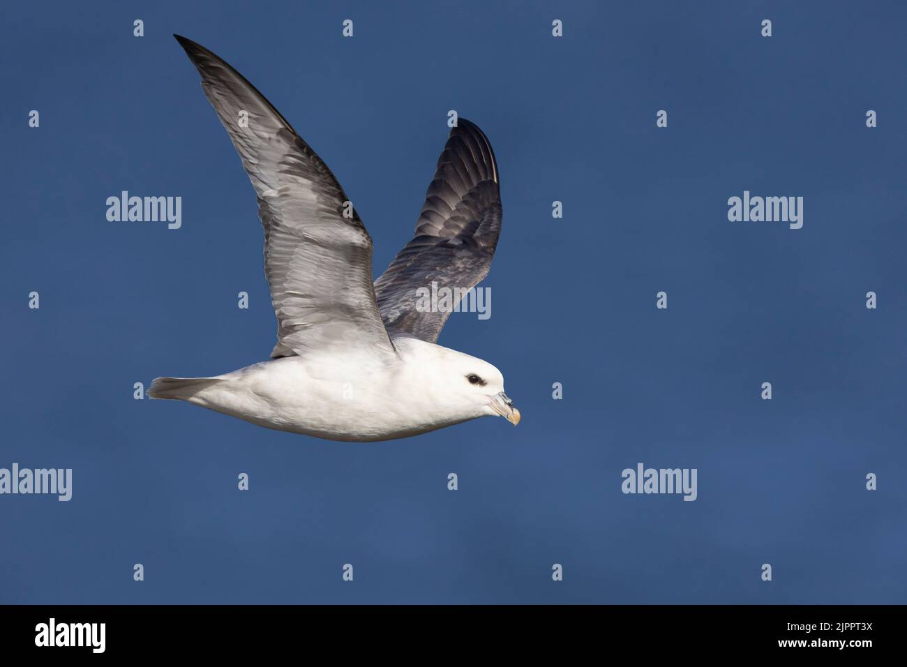 Northern Fulmar (Fulmarus glacialis), side view of an adult in flight ...