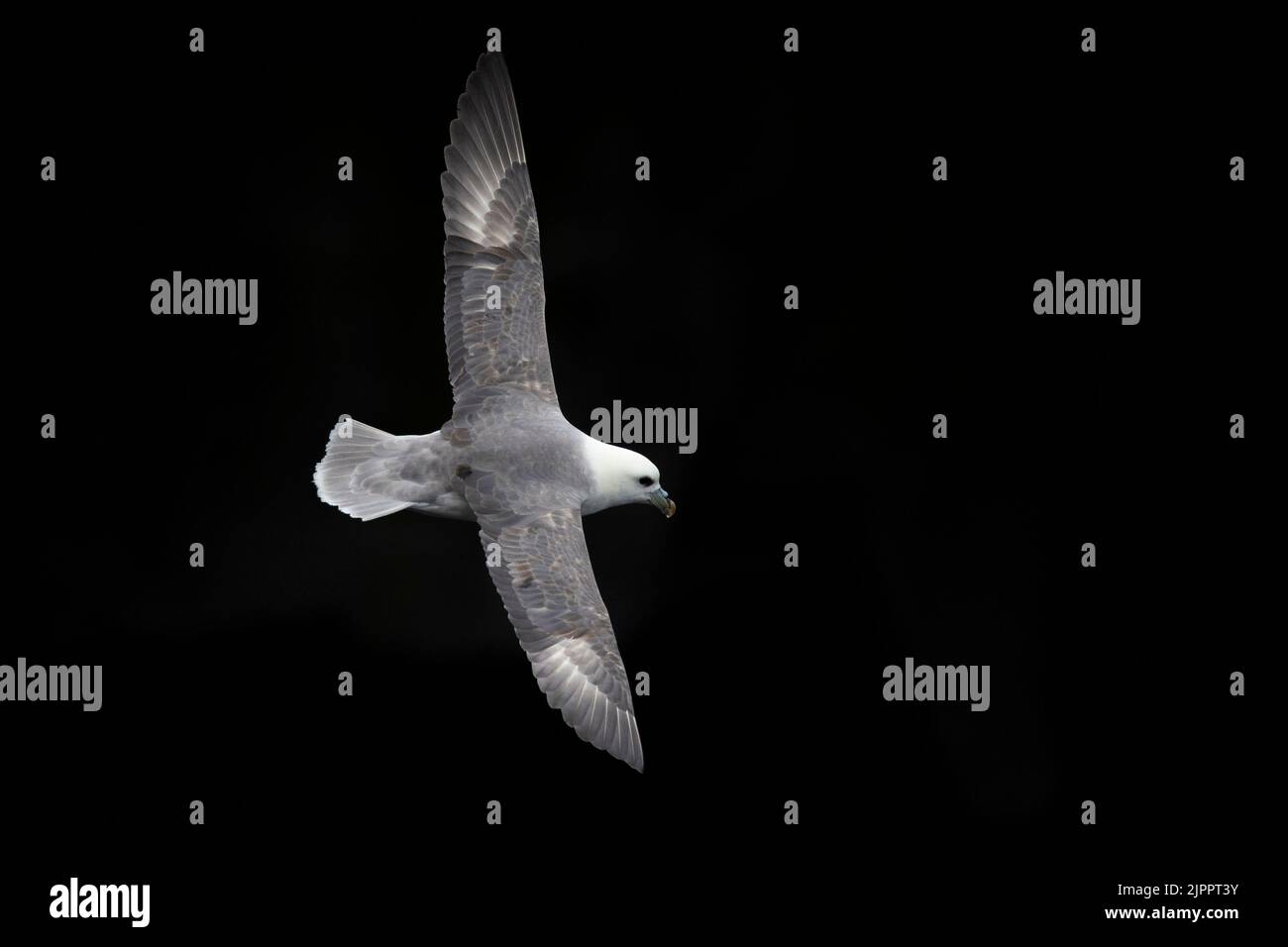 Northern Fulmar (Fulmarus glacialis), adult in flight seen from the ...