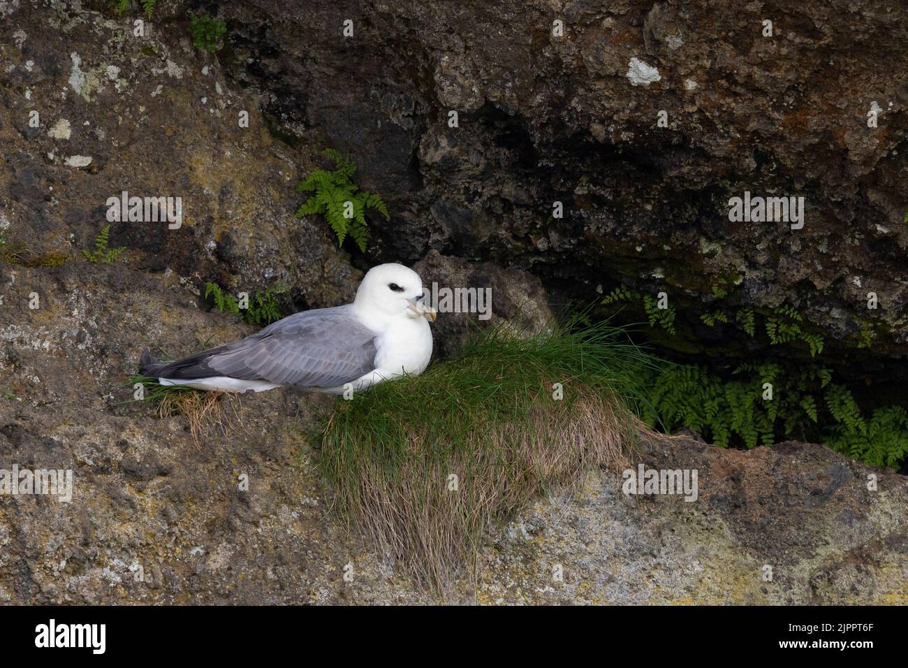 Northern Fulmar (Fulmarus glacialis), adult sitting on the nest ...