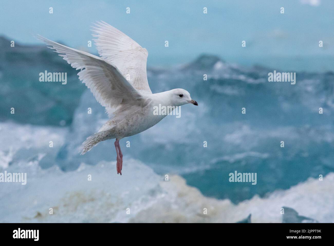 Iceland Gull (Larus glaucoides). side view of a juvenile in flight ...
