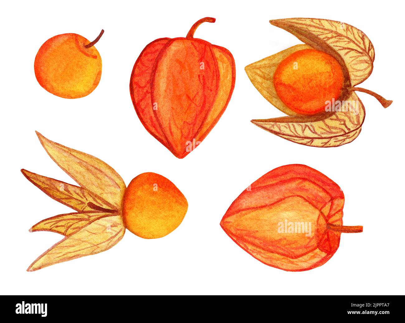 Collection set orange drawing Cut Out Stock Images & Pictures - Alamy