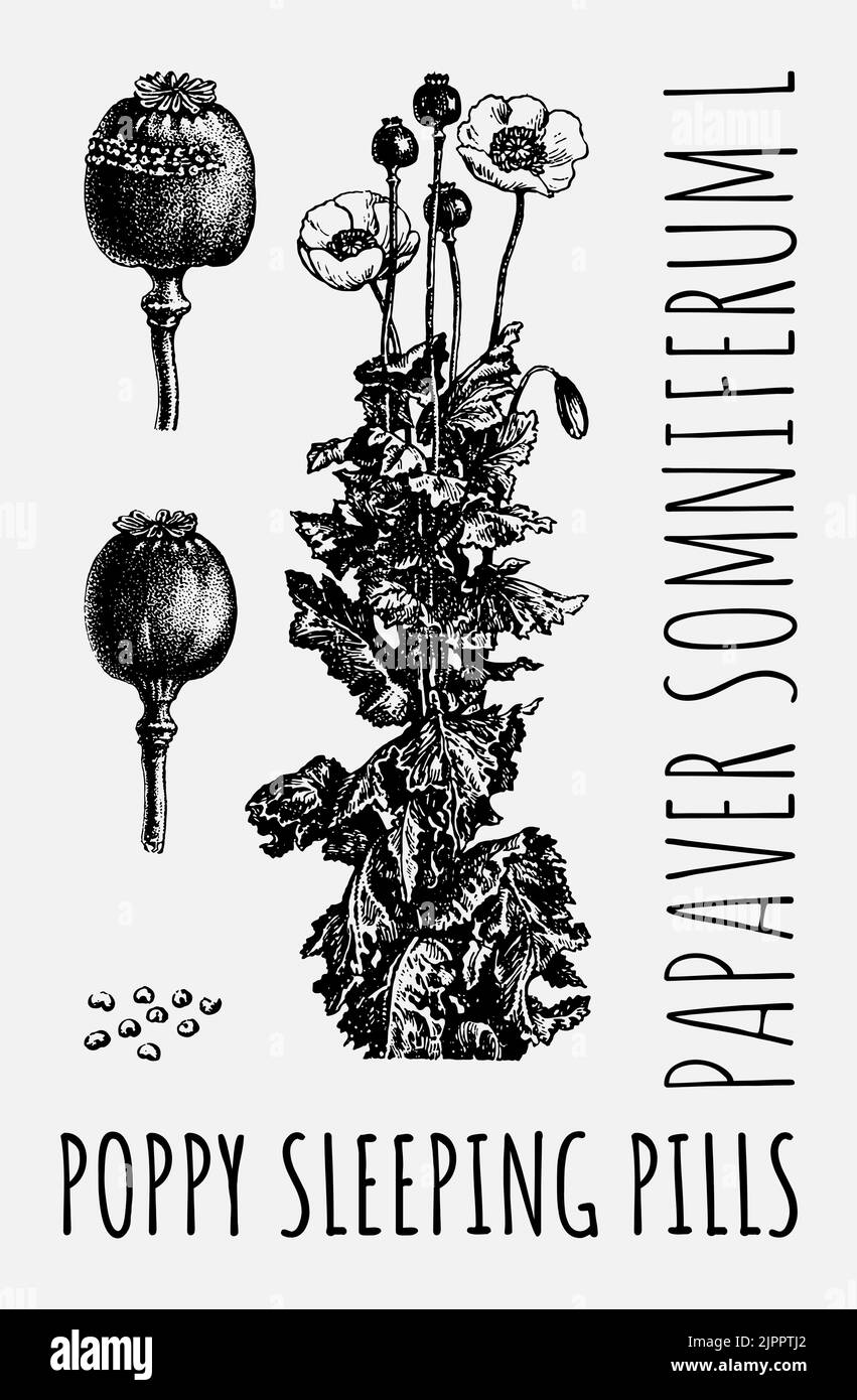 Opium poppy vector drawing, POPPY SLEEPING PILLS. Hand drawn ...