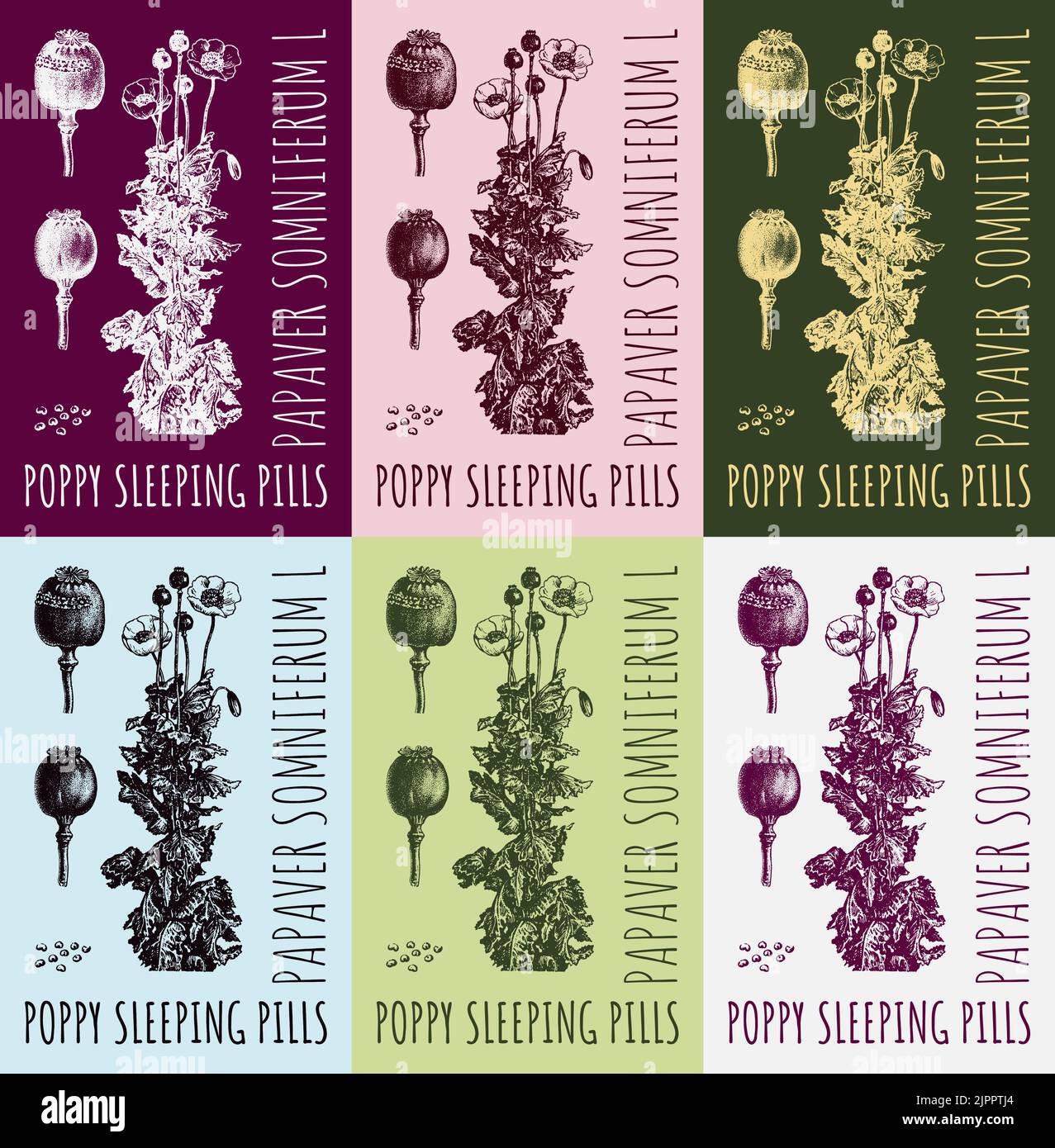 Set of vector drawing of opium poppy, POPPY SLEEPING PILLS in various ...