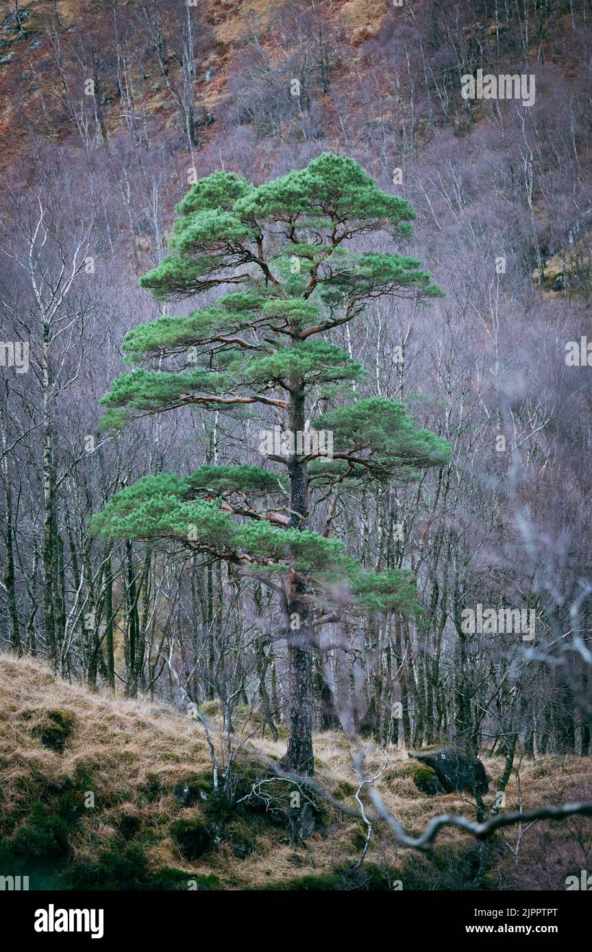 A vertical shot of a tall scot pine growing in the forest in Scotland ...