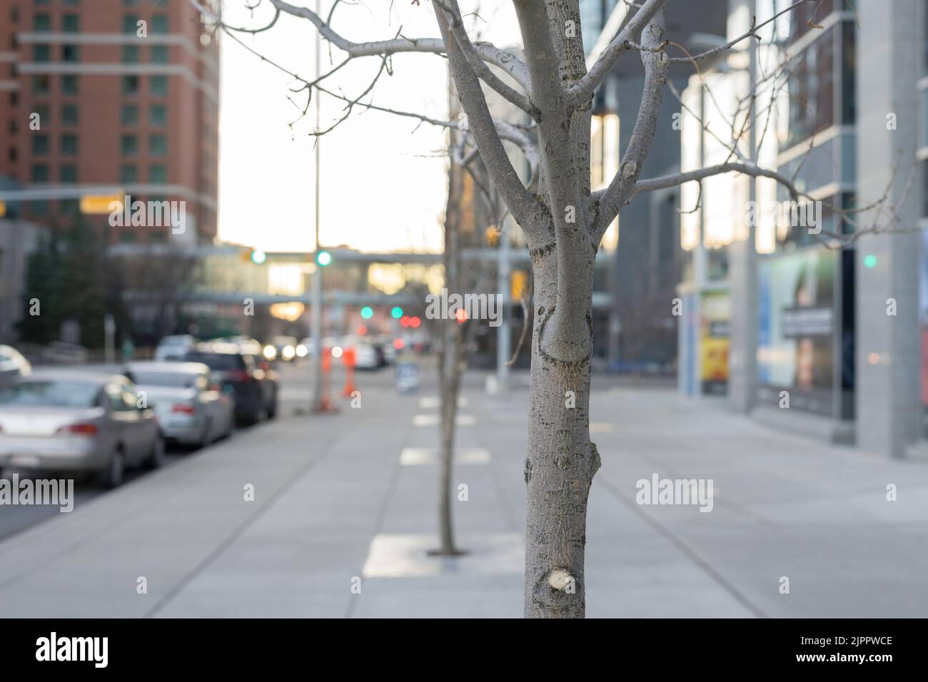 Downtown street in the early morning dawn Stock Photo - Alamy