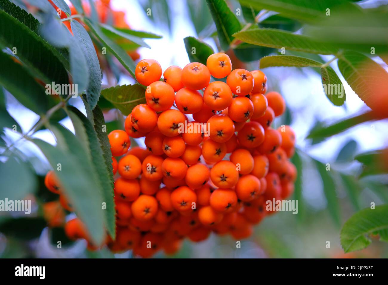 Cluster of ripening rowan berries, nature bokeh. High quality photo ...