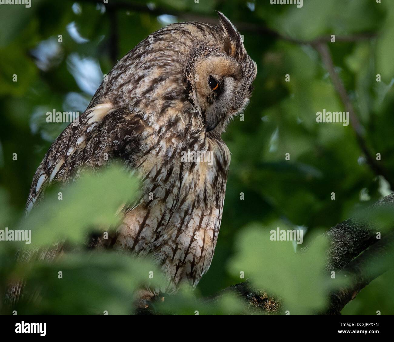 Long-eared Owl (Asio otus) looking back from its roost high in a tree ...