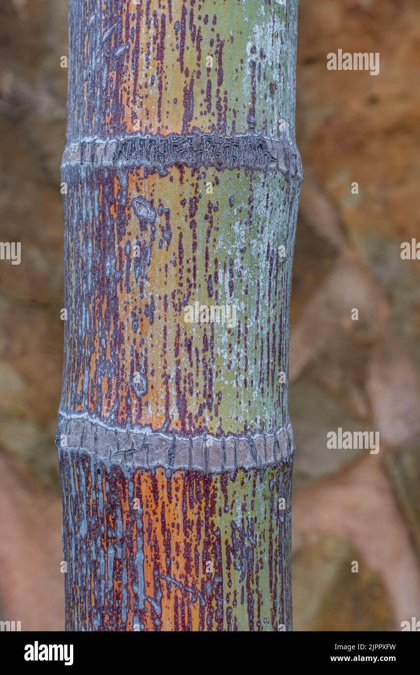 Close-up of the colorful trunk of a Foxtail palm (Wodyetia bifurcata ...