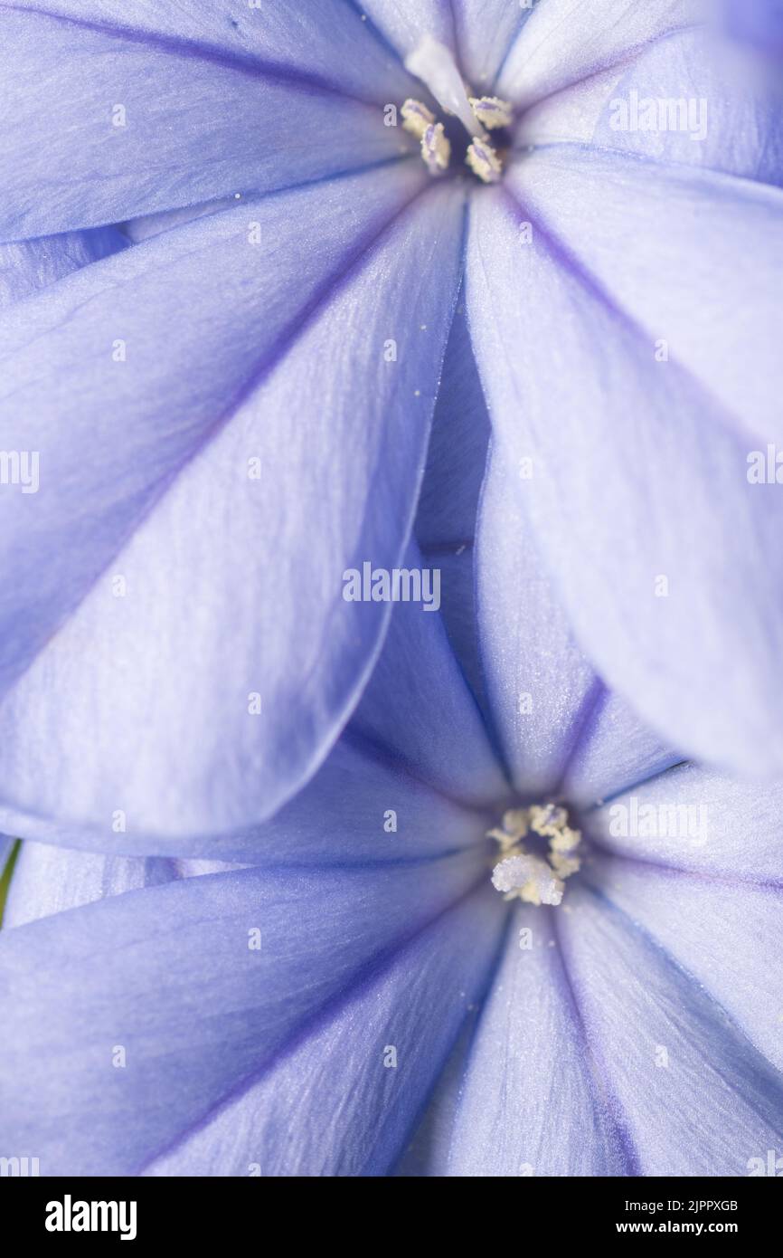Close-up of vivid blue flowers of the cape plumbago bush Stock Photo ...