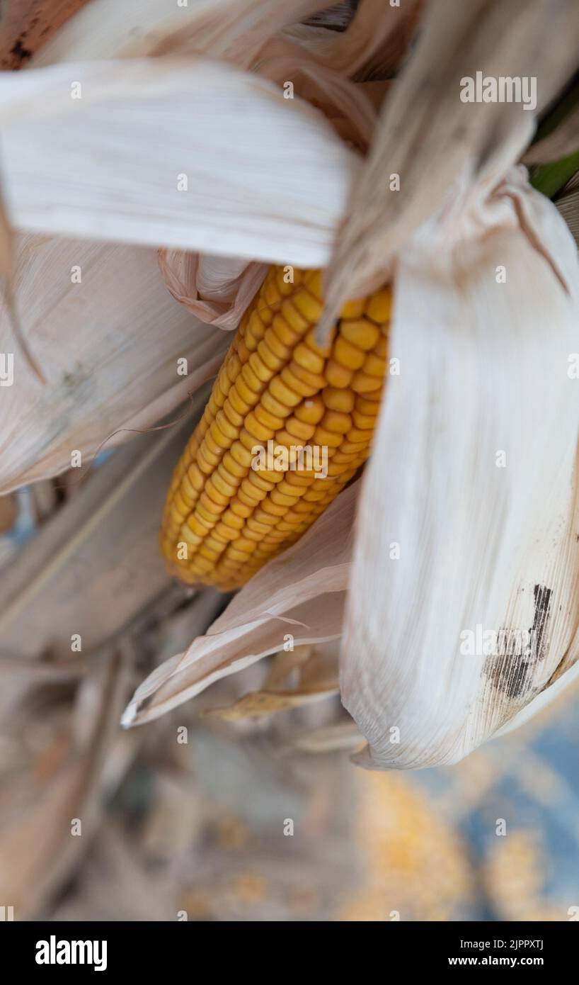 Corn on the cob. Autumn harvest. Golden corn grains. Agricultural crops ...