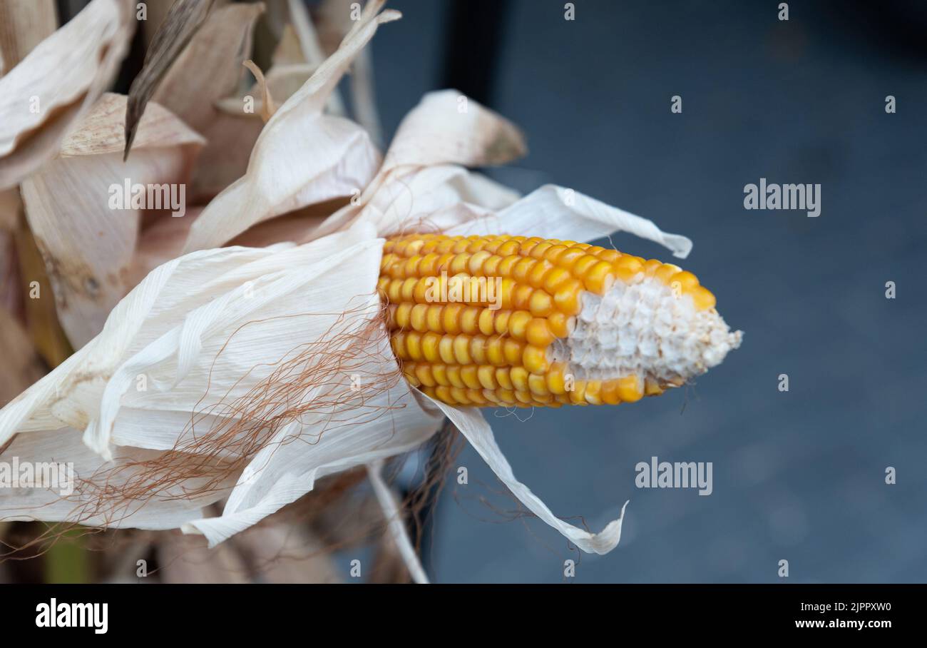 Corn on the cob. Autumn harvest. Golden corn grains. Agricultural crops ...