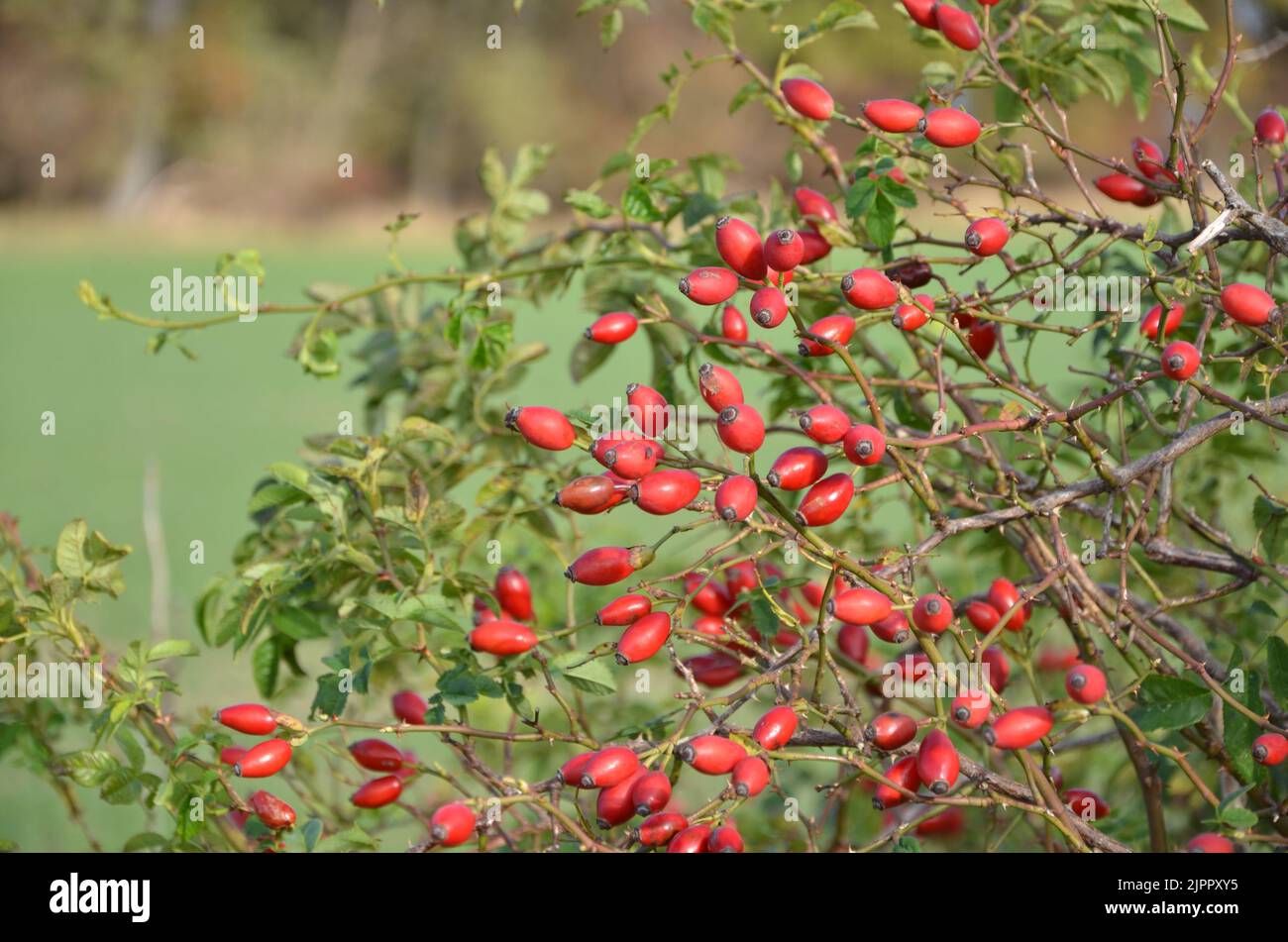 Rosehip shrub with red fruits in front of fuzzy forest and field ...