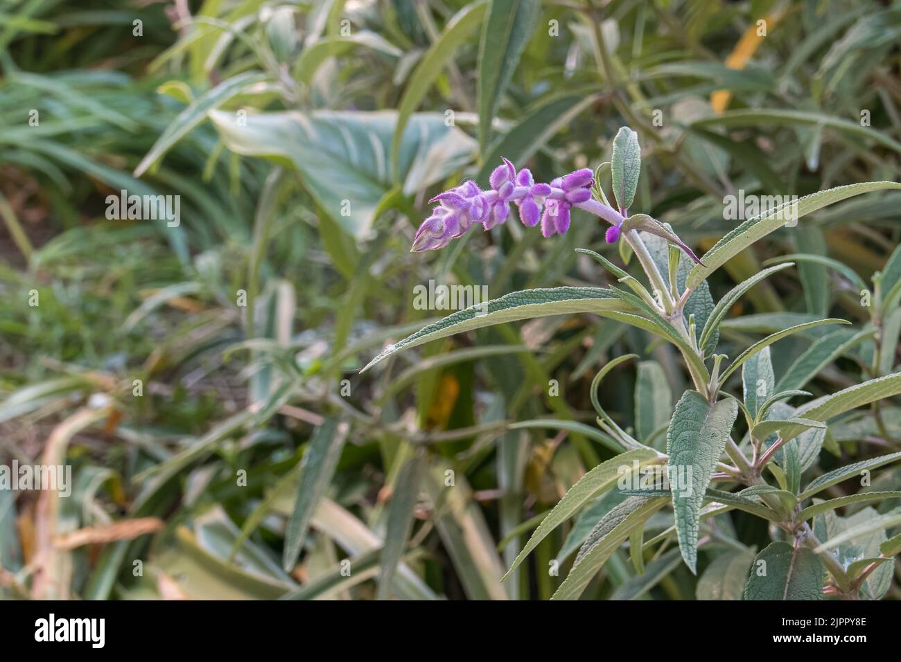 Mexican bush sage in early spring bloom in outdoor garden Stock Photo ...