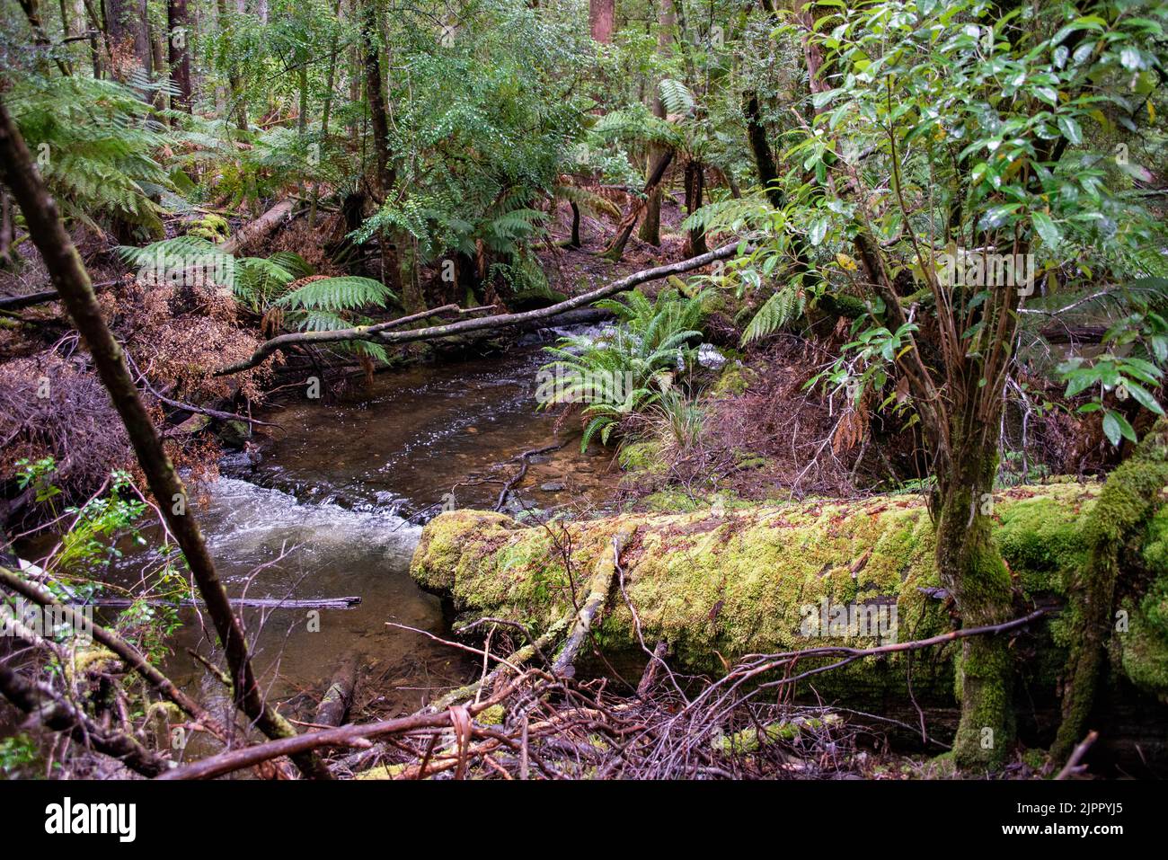 A beautiful river in the forest streaming from the depth of the woods ...
