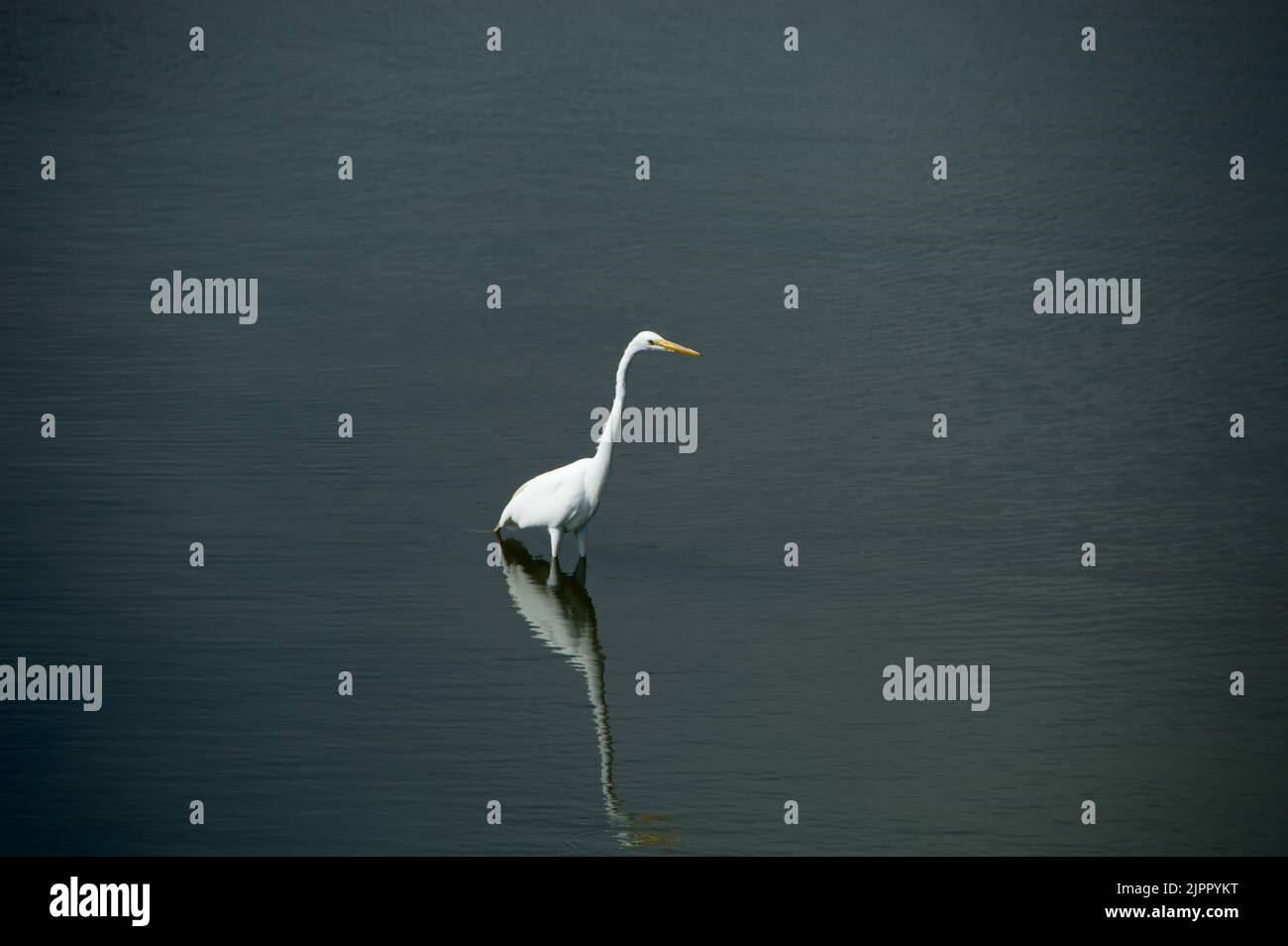 A beautiful white heron standing in the calm reflective lake Stock ...