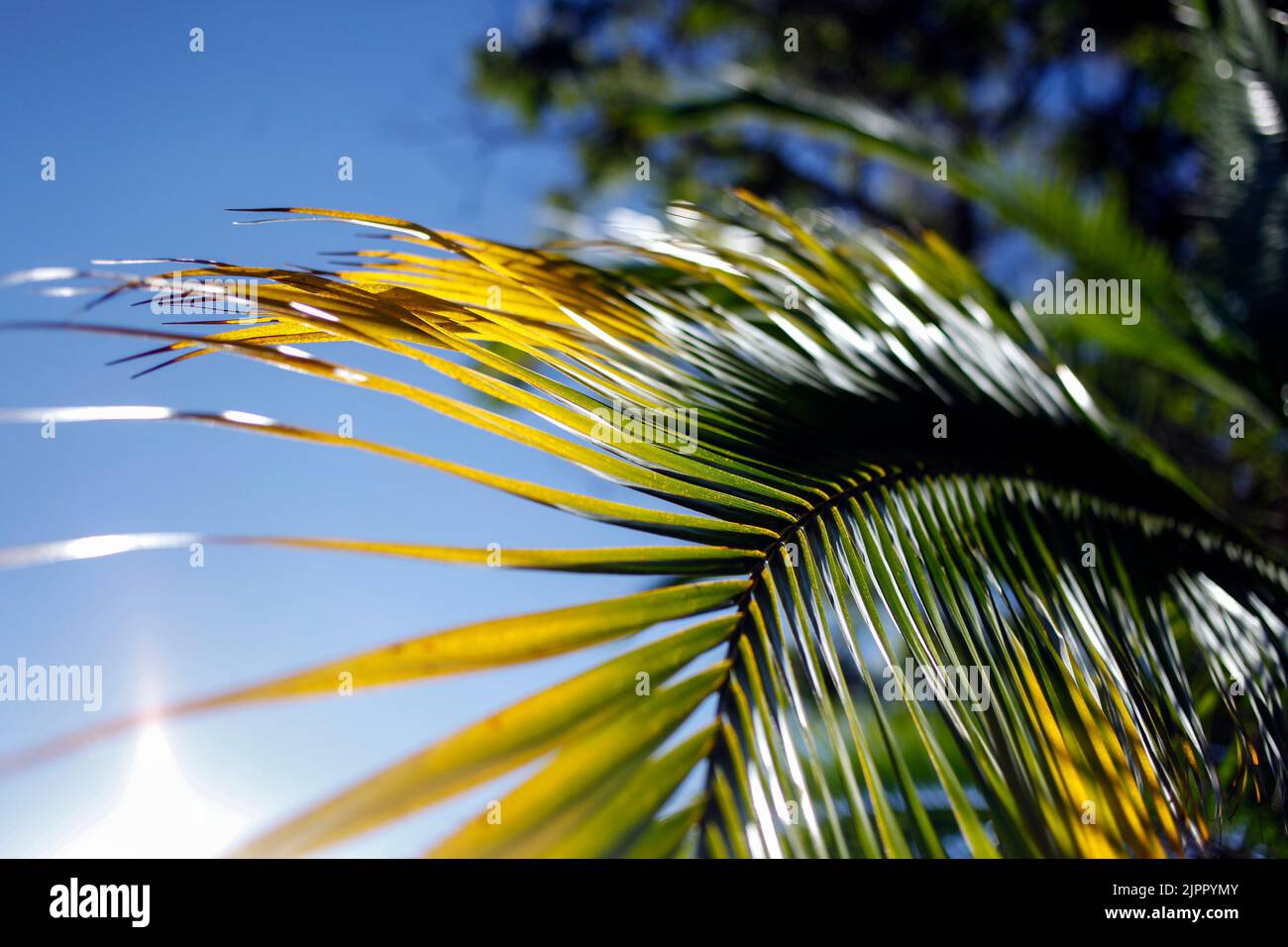 Holy Week. Detail of branches with selective focus. Traditional Catholic celebration Palm Sunday ...