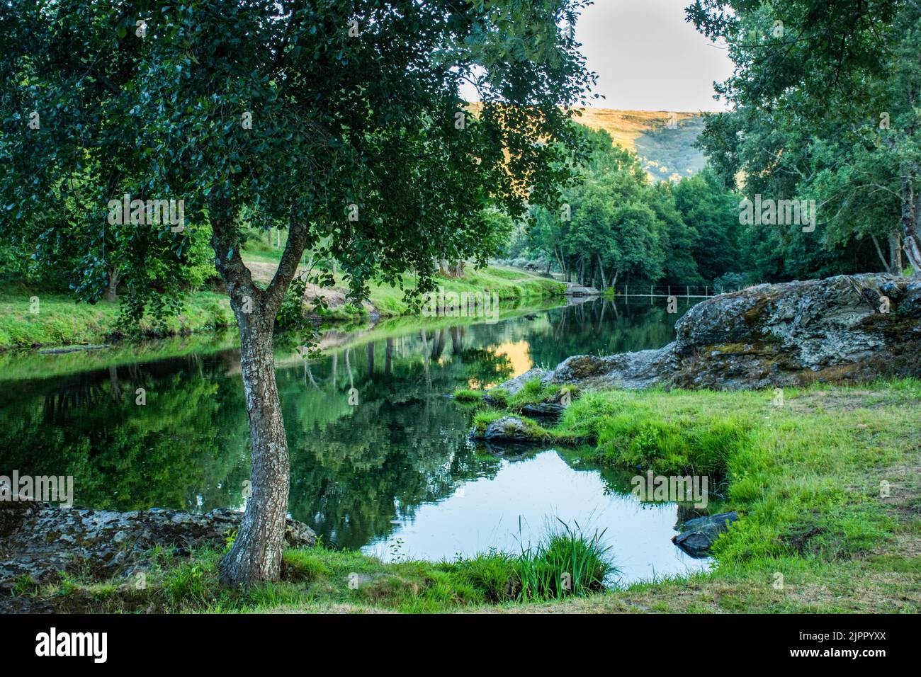 Forest next to the Tuela river in Hermisende (Zamora - Spain ...
