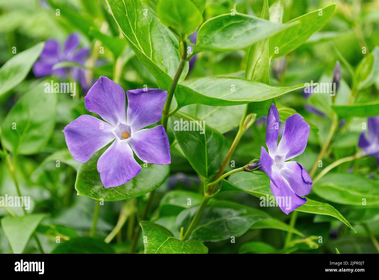 Shiny green leaves hi-res stock photography and images - Alamy
