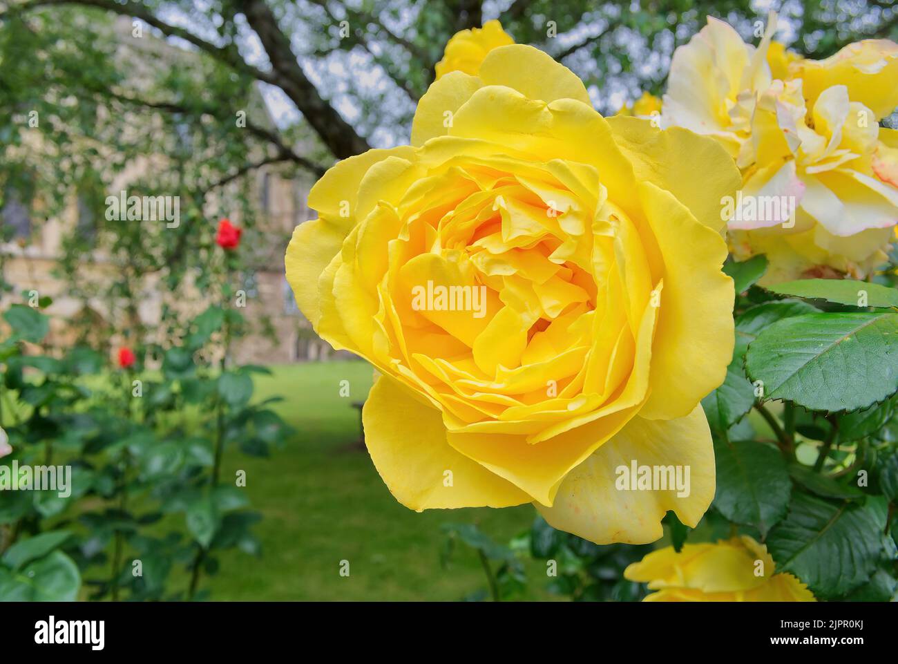 Rose rosa rochester cathedral hi-res stock photography and images - Alamy
