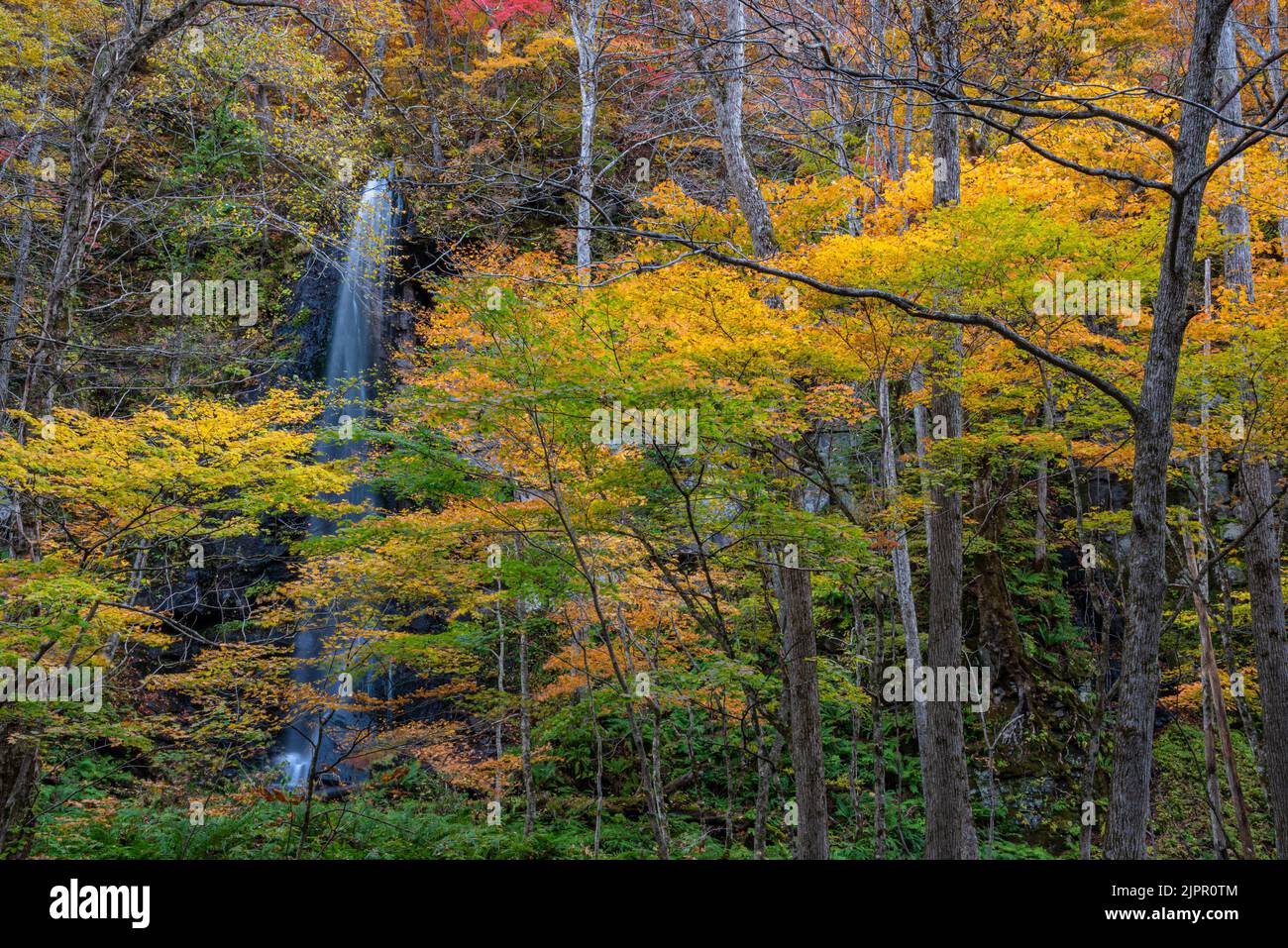 Oirase Stream fall foliage. Flowing river, fallen leaves, mossy rocks ...