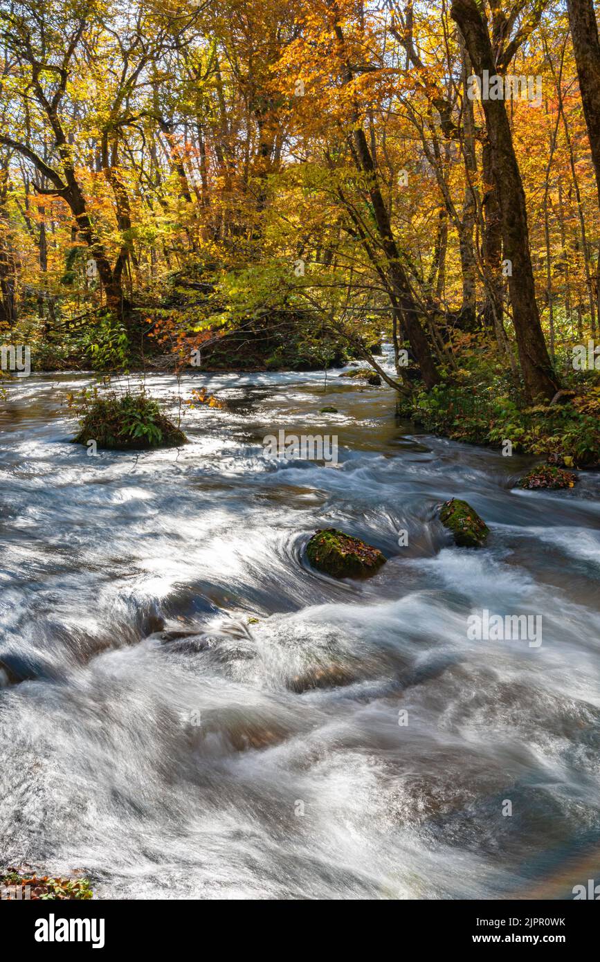 Oirase Stream fall foliage. Flowing river, fallen leaves, mossy rocks ...
