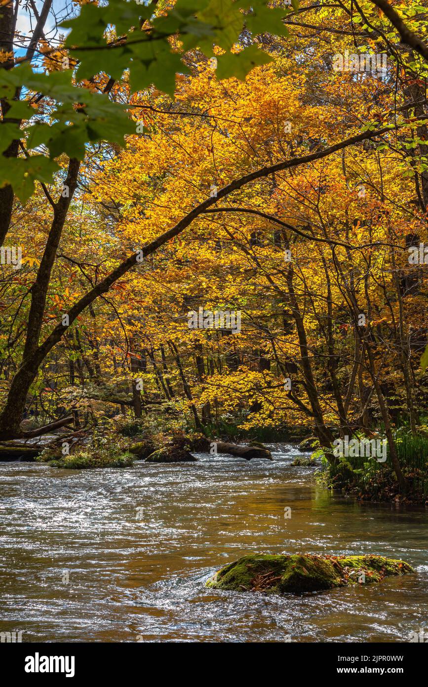 Oirase Stream fall foliage. Flowing river, fallen leaves, mossy rocks ...