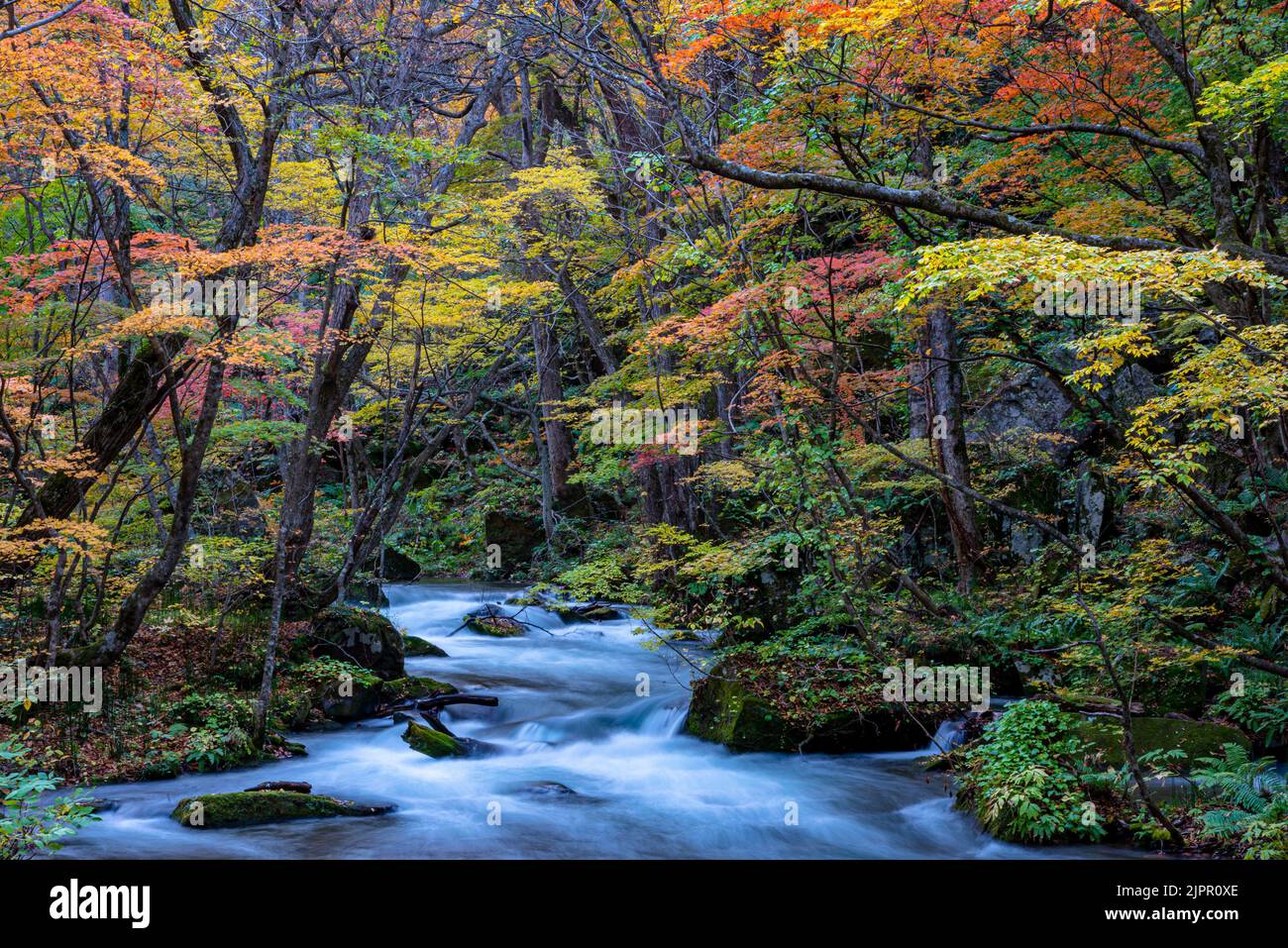 Oirase Stream fall foliage. Flowing river, fallen leaves, mossy rocks ...