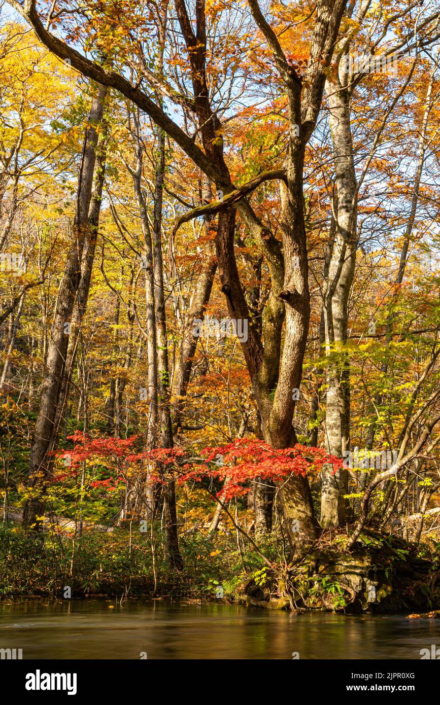 Oirase Stream fall foliage. Flowing river, fallen leaves, mossy rocks ...