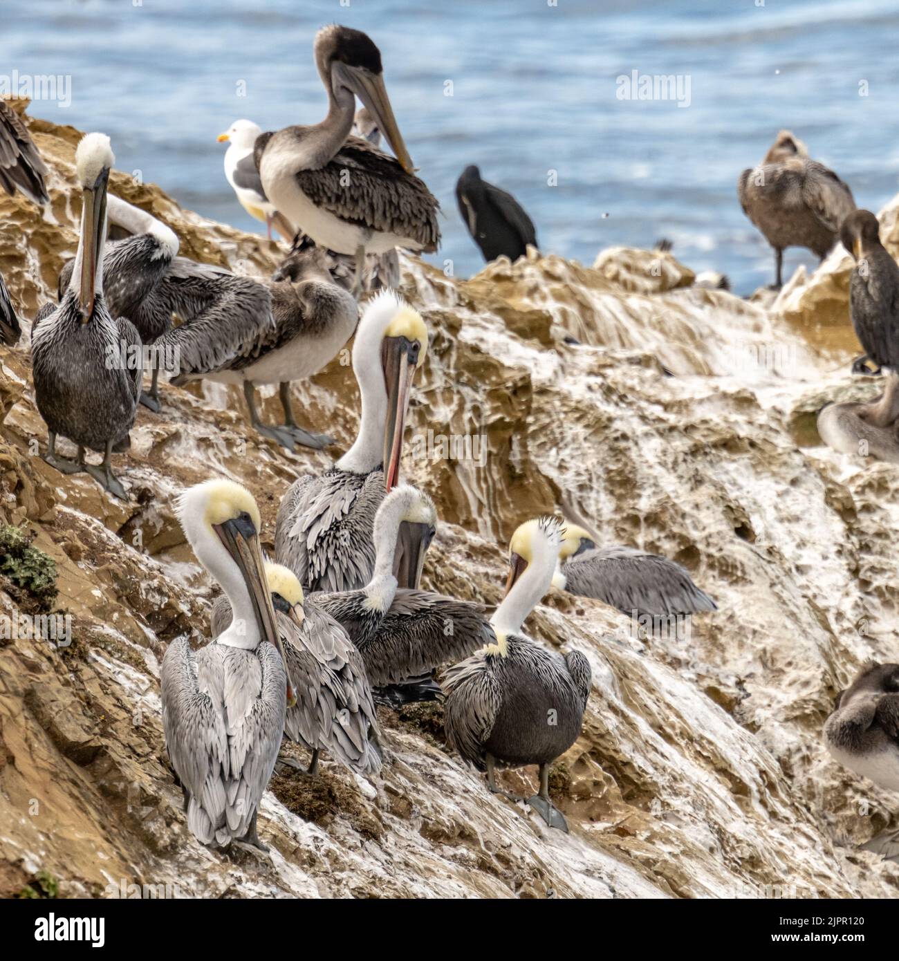 Pelicans Groom On Guano Covered Outcropping in Channel Islands National ...