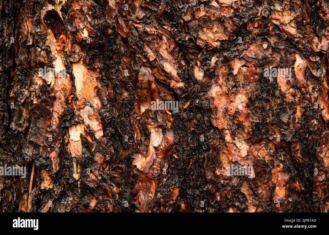 Wet red pine bark hi-res stock photography and images - Alamy