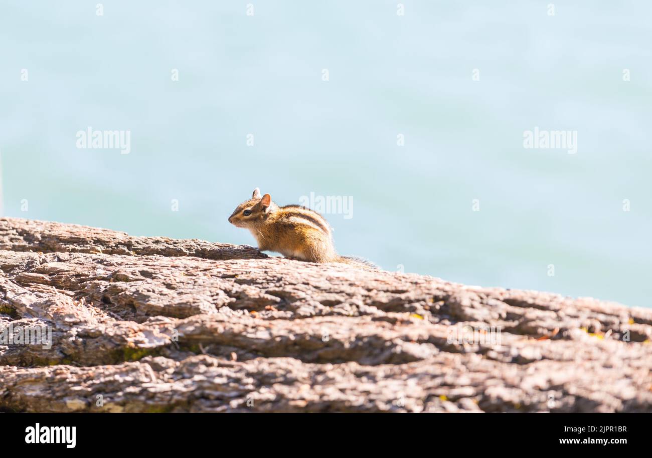 American chipmunk in summer forest Stock Photo - Alamy