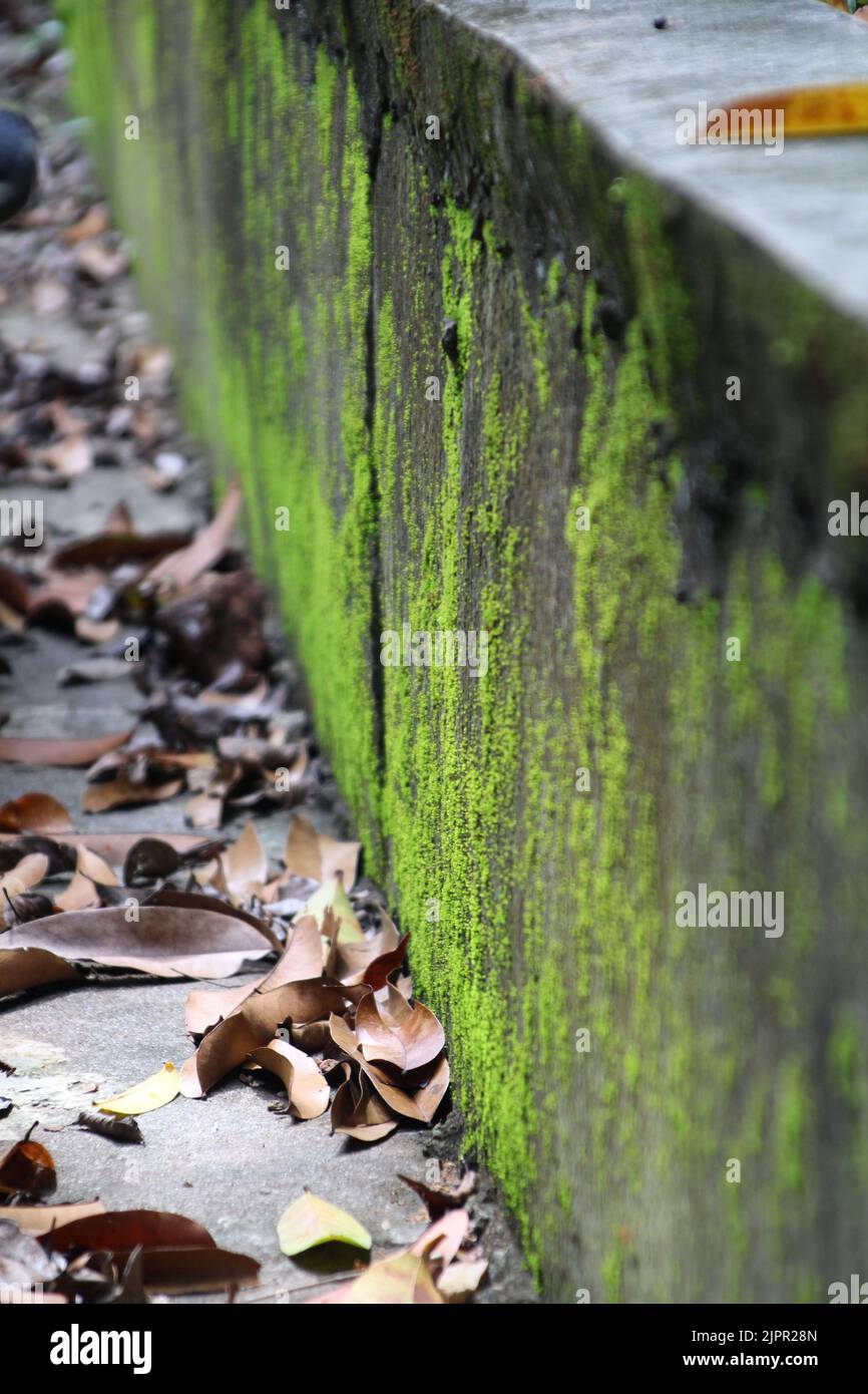 Mossy curb detail hi-res stock photography and images - Alamy