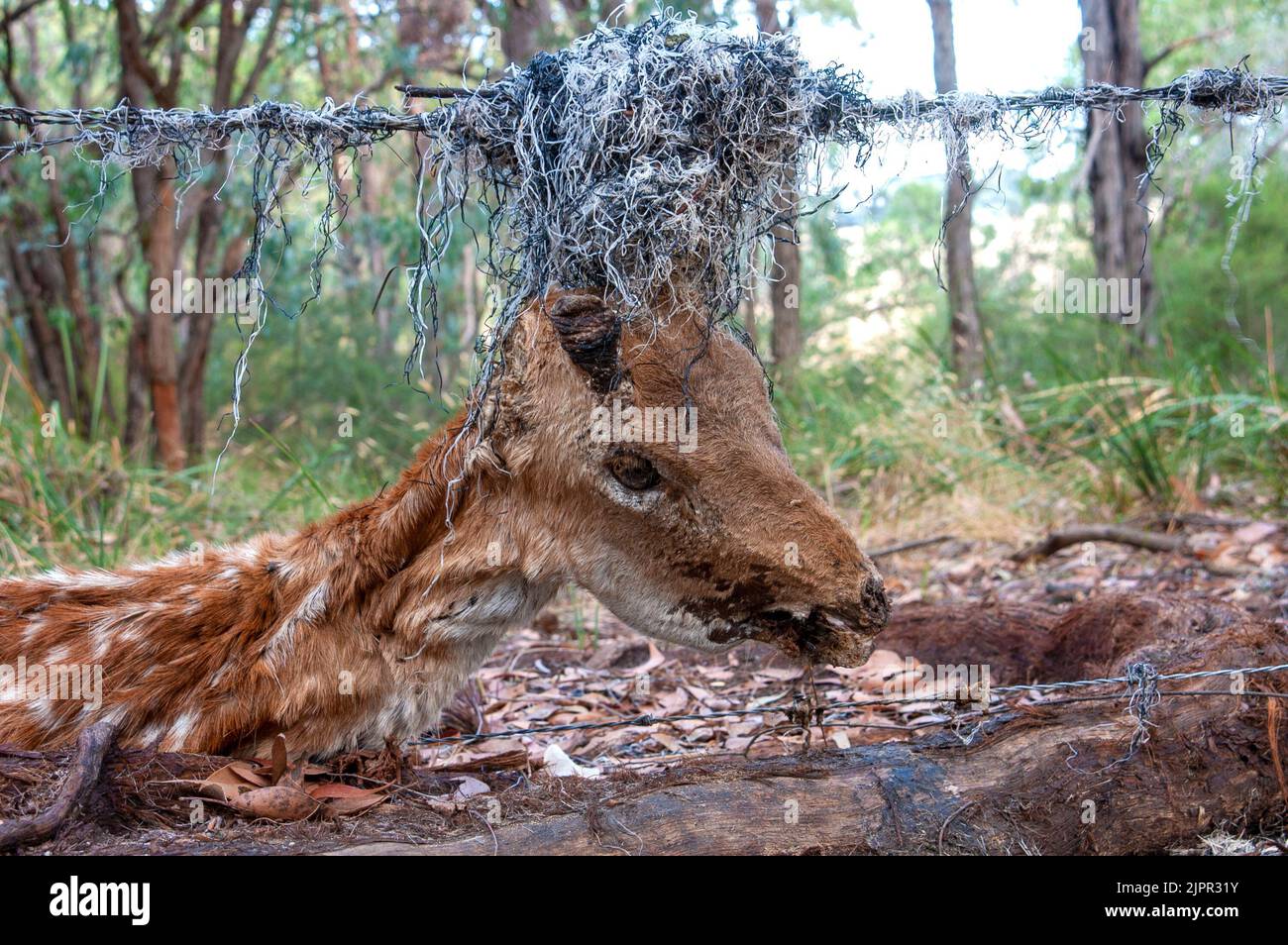 Wild Feral decaying deer carcass caught on a barb wire fence, on the boundary between forest and ...