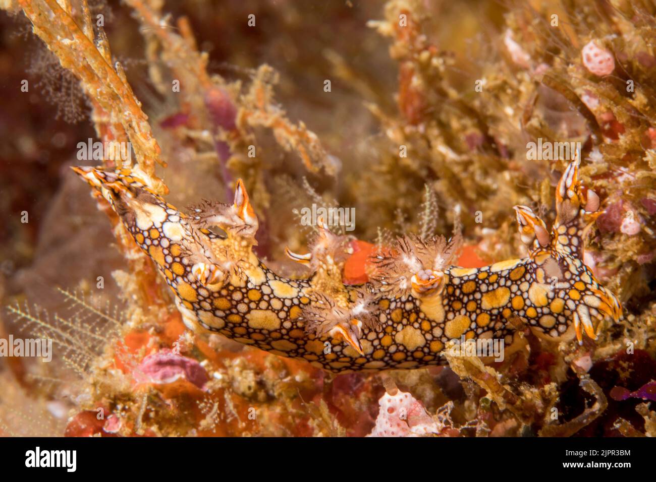 The bornella nudibranch, Bornella anguilla, is a species of sea slug ...