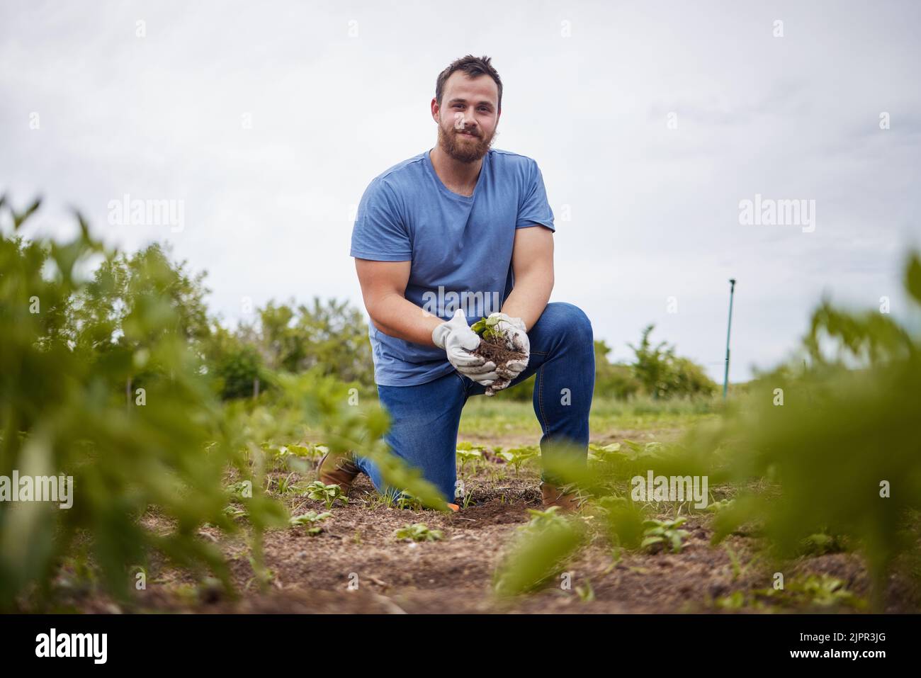Farmer planting, growing and holding crops, plant and agriculture in ...