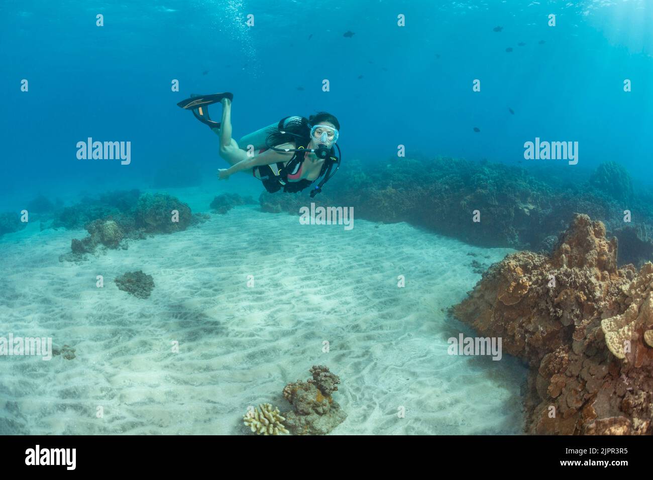 Diver (MR) pictured cruising past a sand bottom and hard coral off the ...
