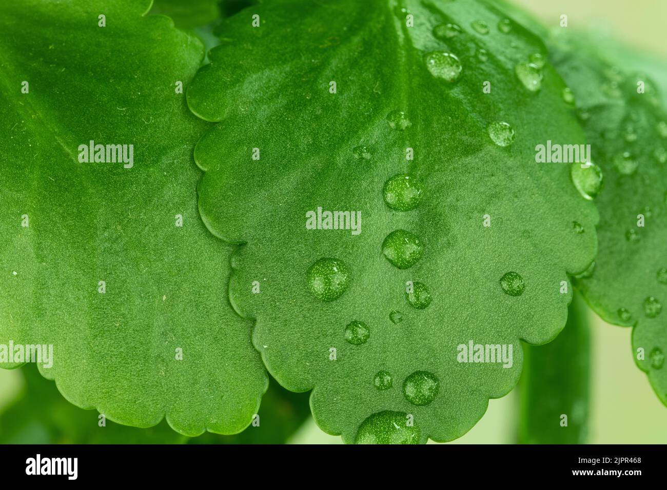 Green leaf after rain ready to grow Stock Photo - Alamy
