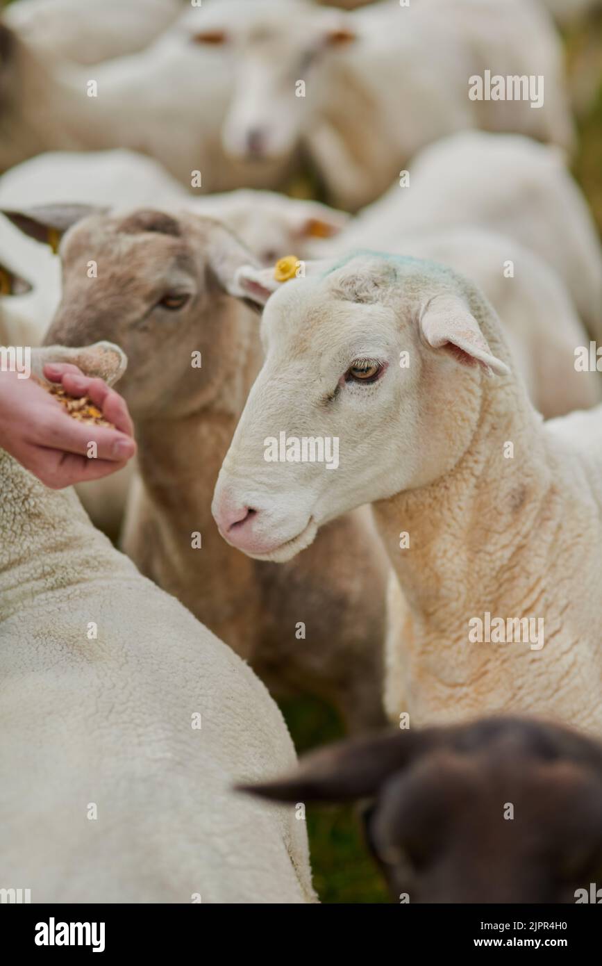 Excuse me whats that in your hand. a unrecognisable farmer feeding a ...