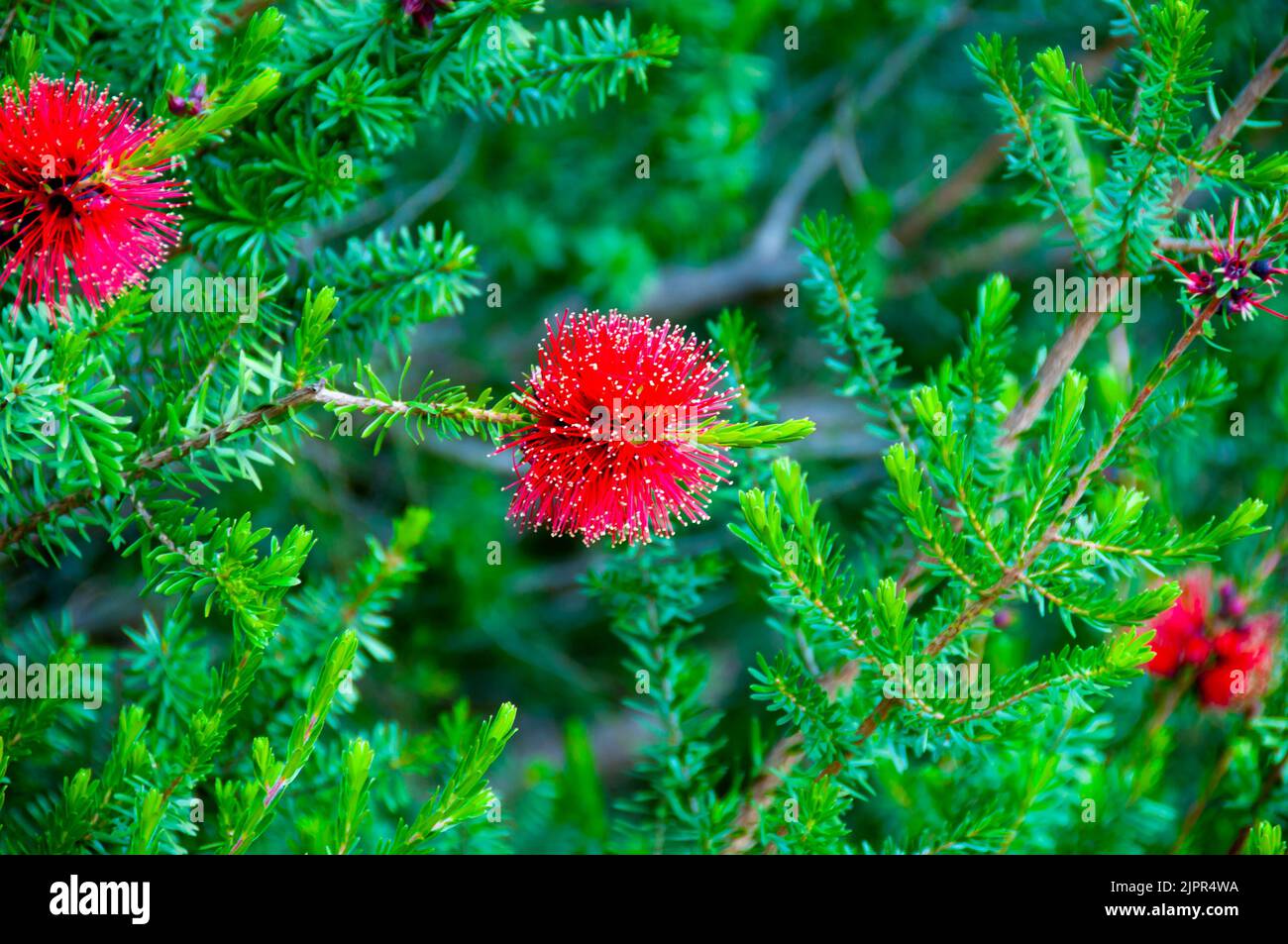 Callistemon Little John Bottlebrush Plant Stock Photo - Alamy