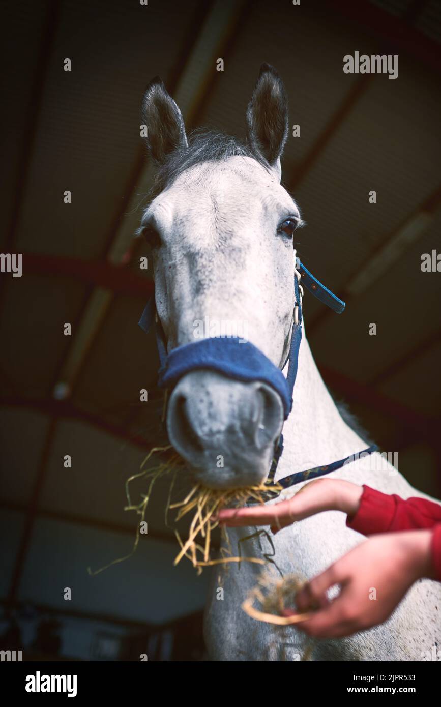 Give me hay and Im good. an unrecognizable woman feeding her horse some ...